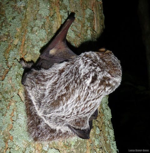 Hawaiian Hoary Bat | ʻōpeʻapeʻa | Lasiurus semotus